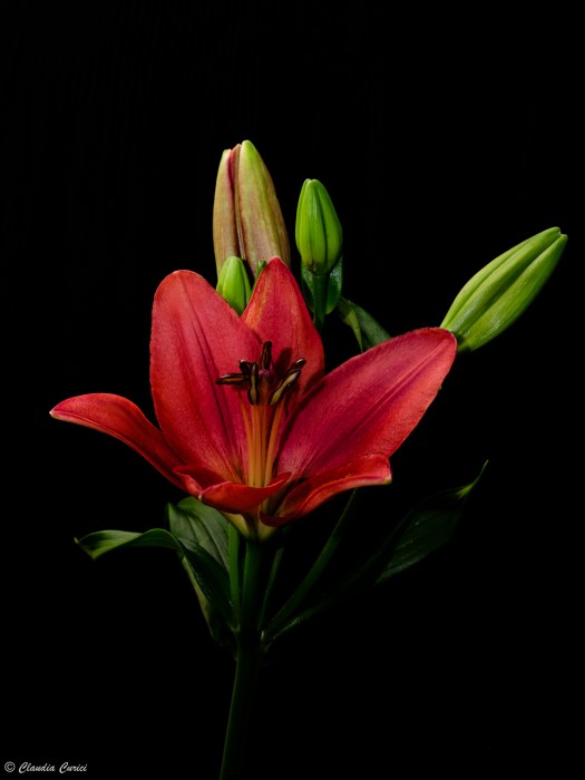 Low key flower portraits | Claudia Curici Photography