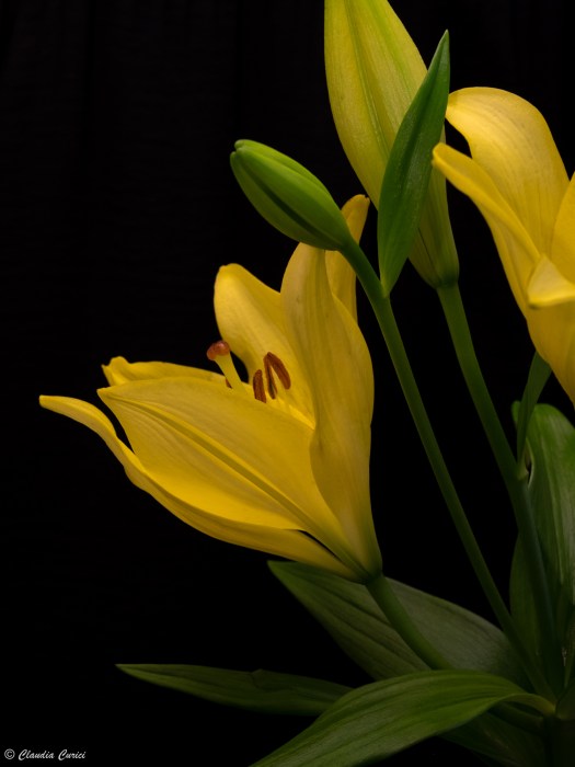 Low key flower portraits | Claudia Curici Photography